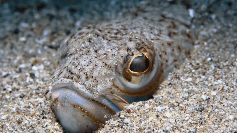 Nu er det tid: 'Havets hugorm' kan smadre din strandtur - News